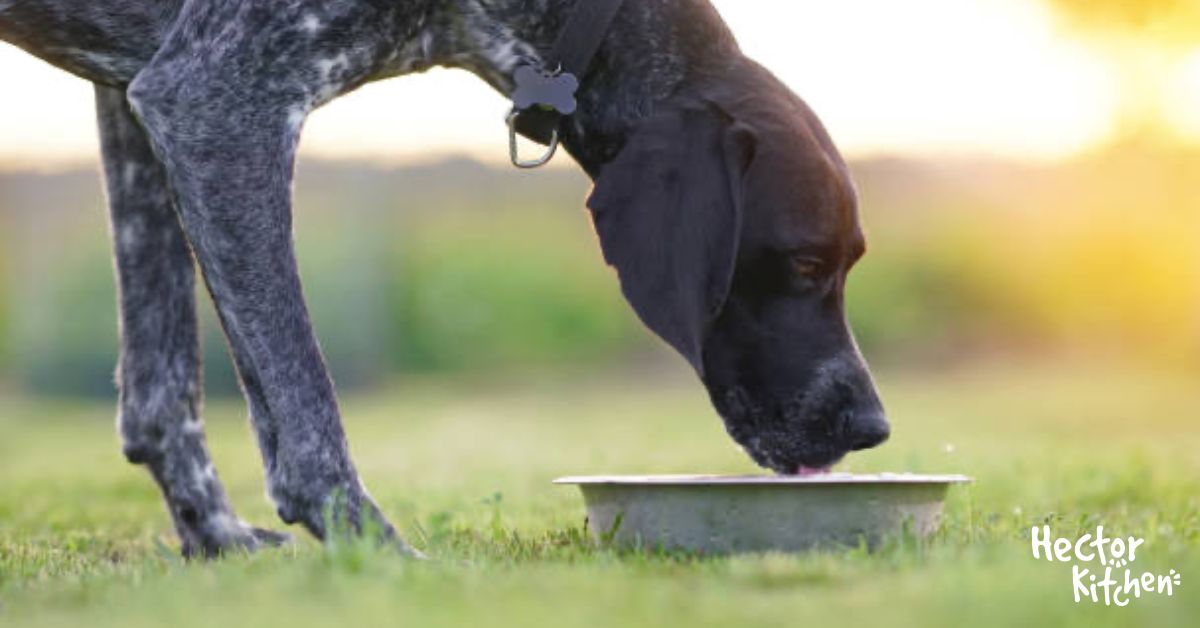 Croquettes pour Greyster