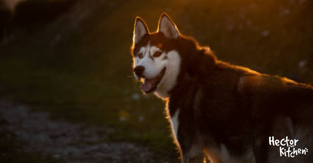 Croquettes pour Husky de Sakhaline
