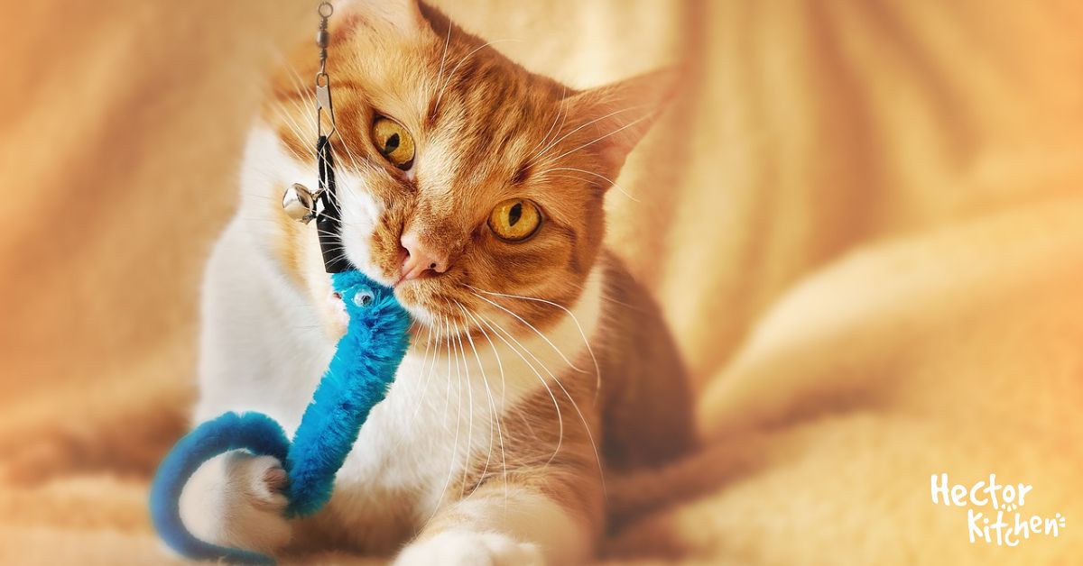 Chat Joueur : Choisir la Meilleure Race pour vous