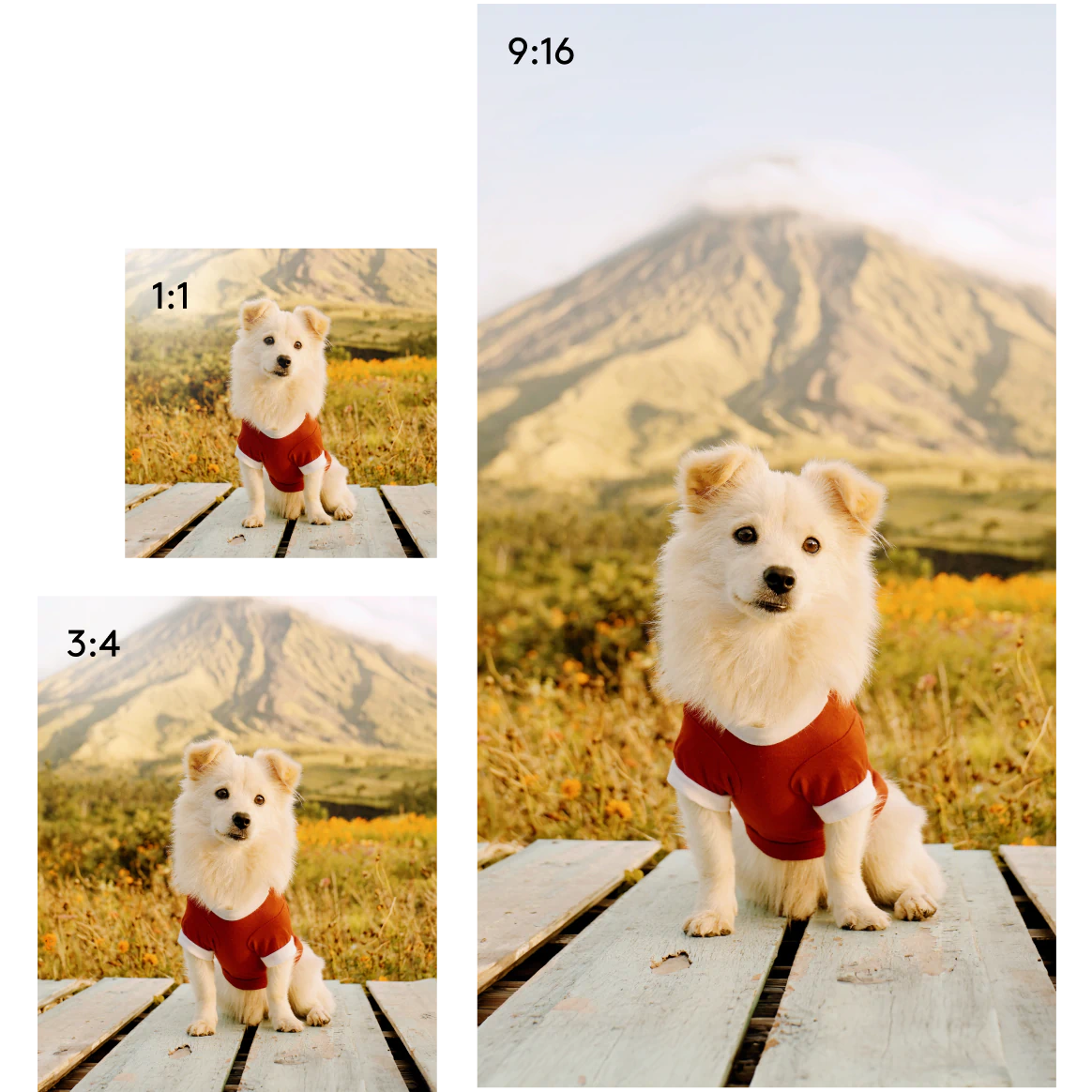 Image Cropper Tool: Crop Photos | Photoleap