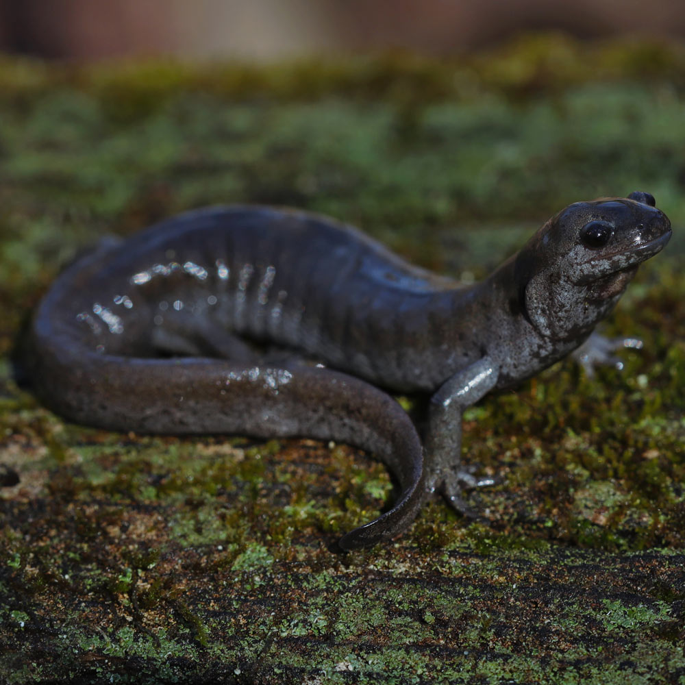 Wildlife