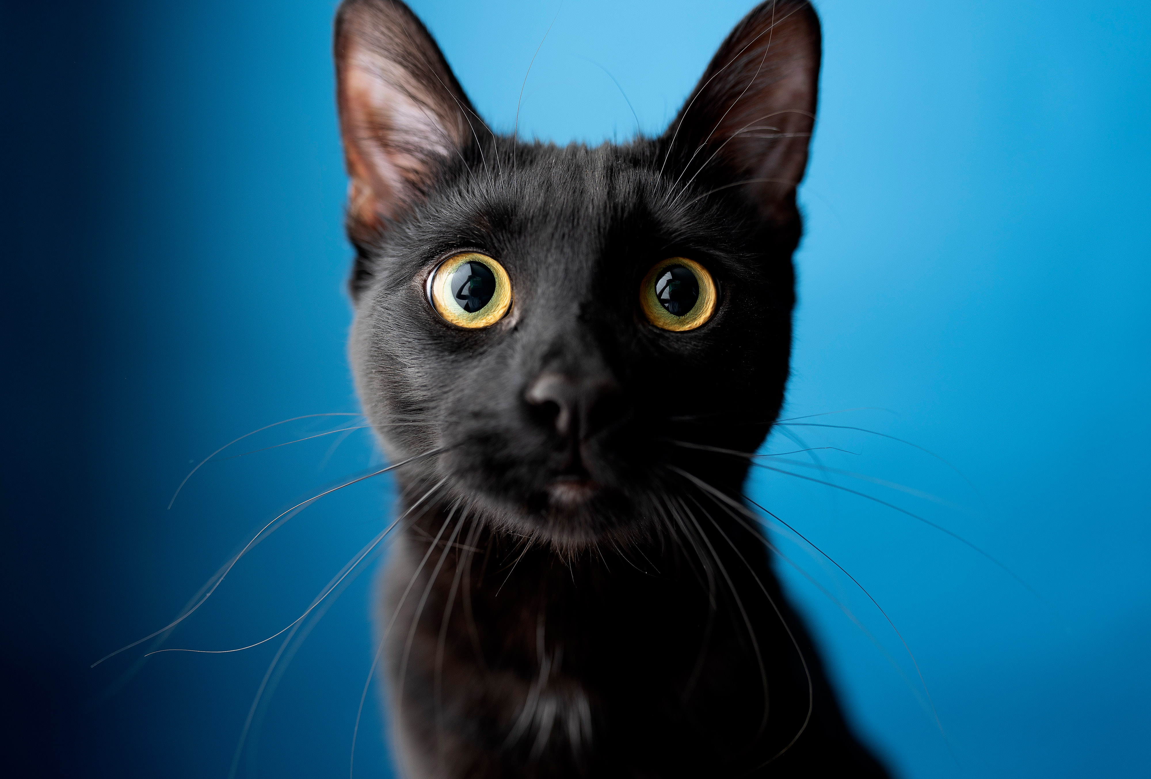 How to Photograph your Cat