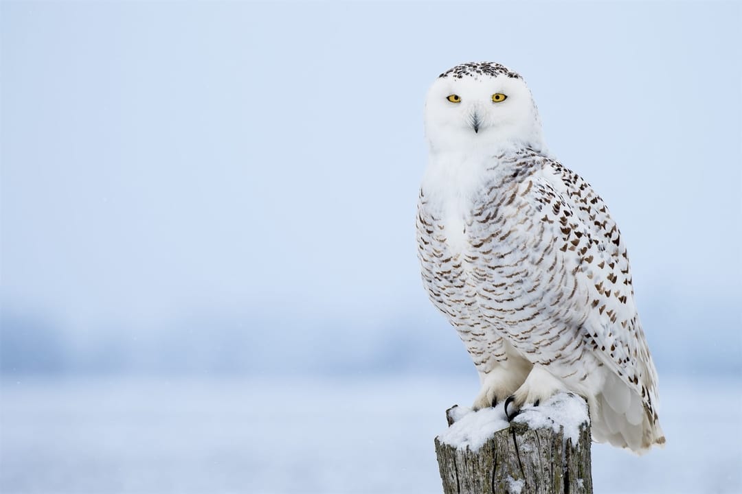 ANA Alaska Region TTA Center | A Resource for the Administration for ...