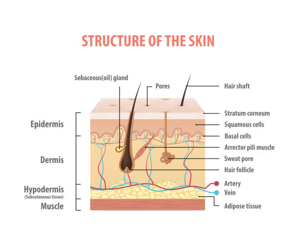 Treating Saggy Face Skin: Causes & Solutions