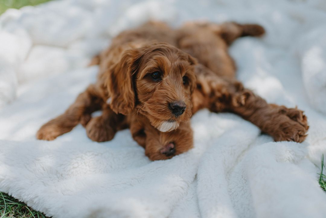 Available Puppies | Bella Mini Doodles