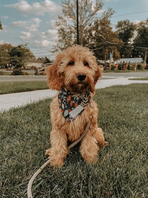 Upcoming Litters | Bella Mini Doodles