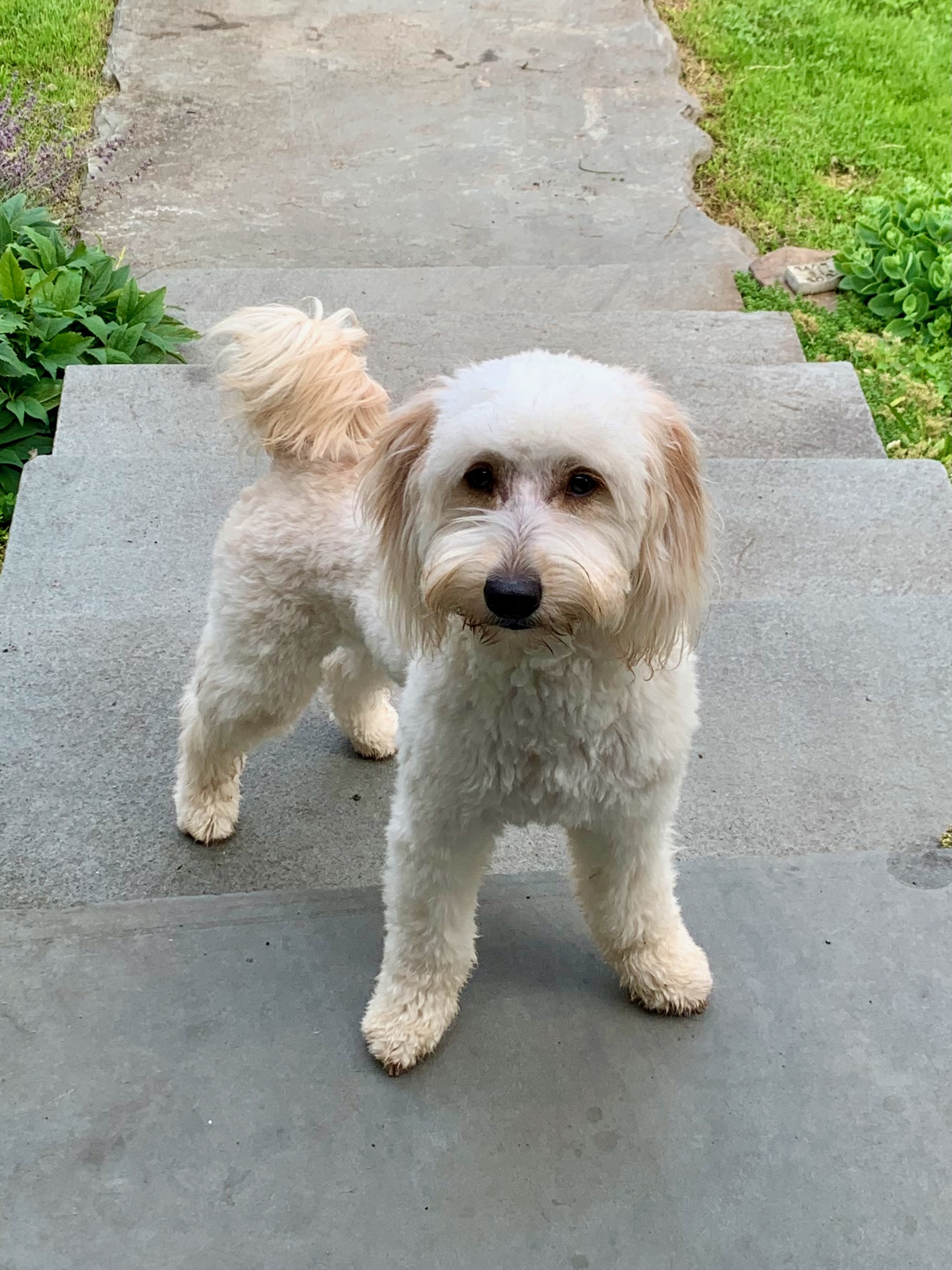 Upcoming Litters | Bella Mini Doodles