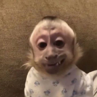 Monkey PFP | Cool PFP
