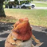 Lizard PFP | Cool PFP