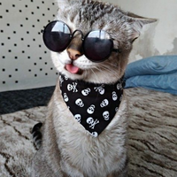 Cat PFP 13 | Cool PFP