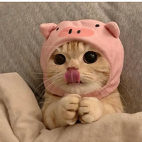 Cat PFP 21 | Cool PFP