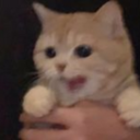 Cat PFP 4 | Cool PFP