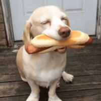 Dog PFP 15 | Cool PFP