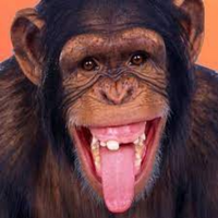 Monkey PFP 7 | Cool PFP