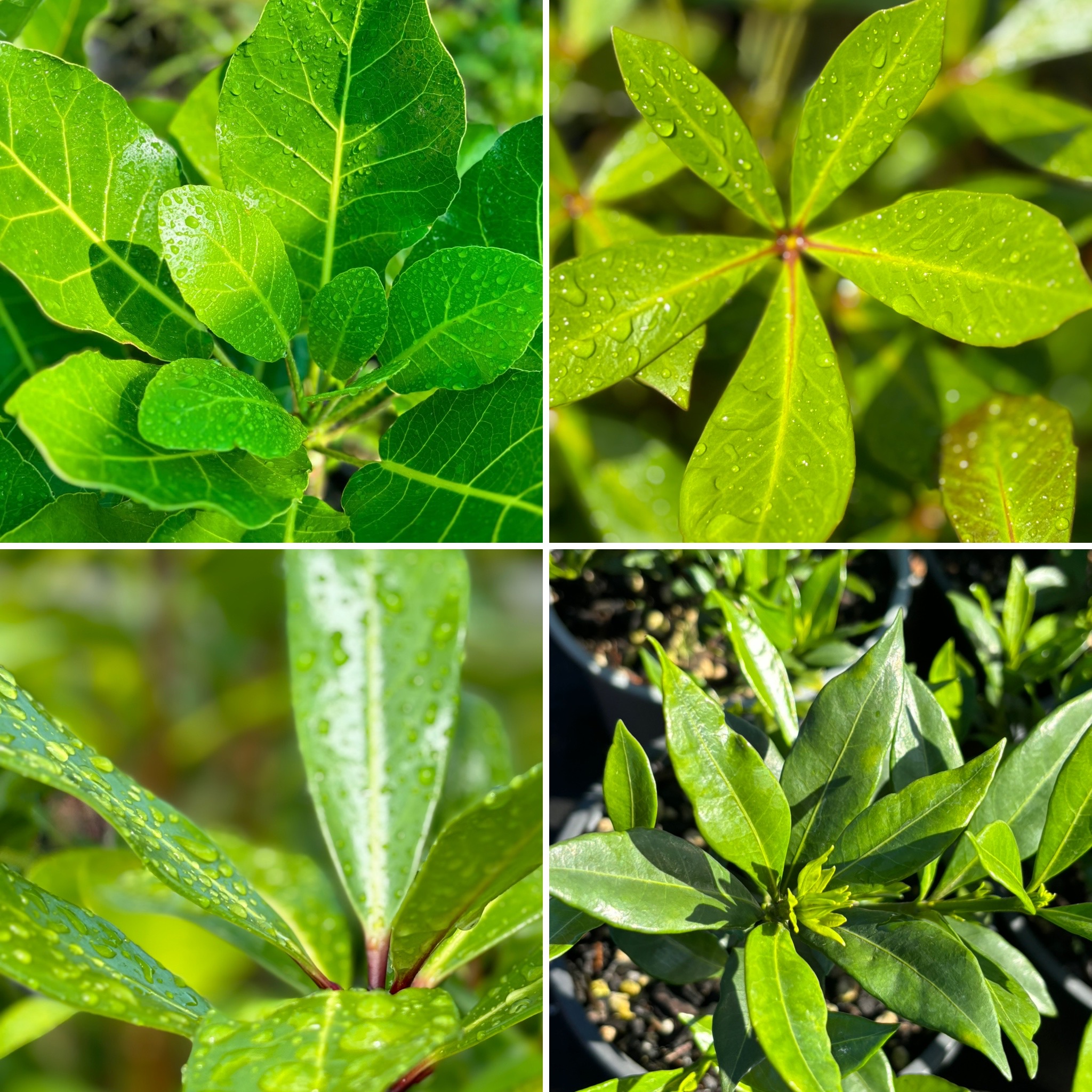 Kerikeri Plant Production