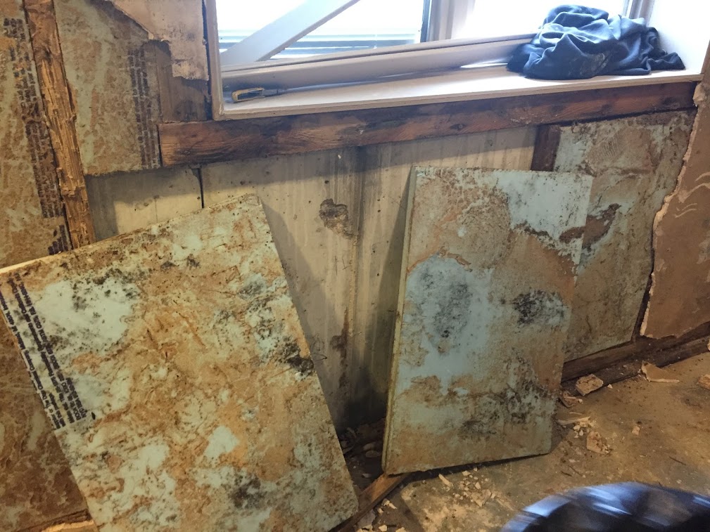 Mold Removal in Kansas City | Safe and Effective Service