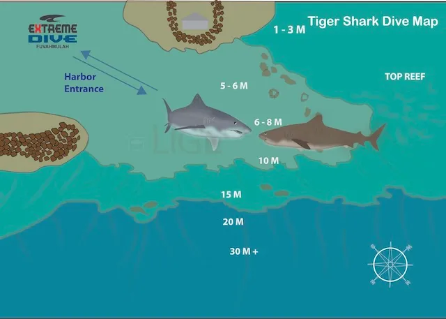Tiger Shark dive rules and regulation | Fuvahmulah | Maldives