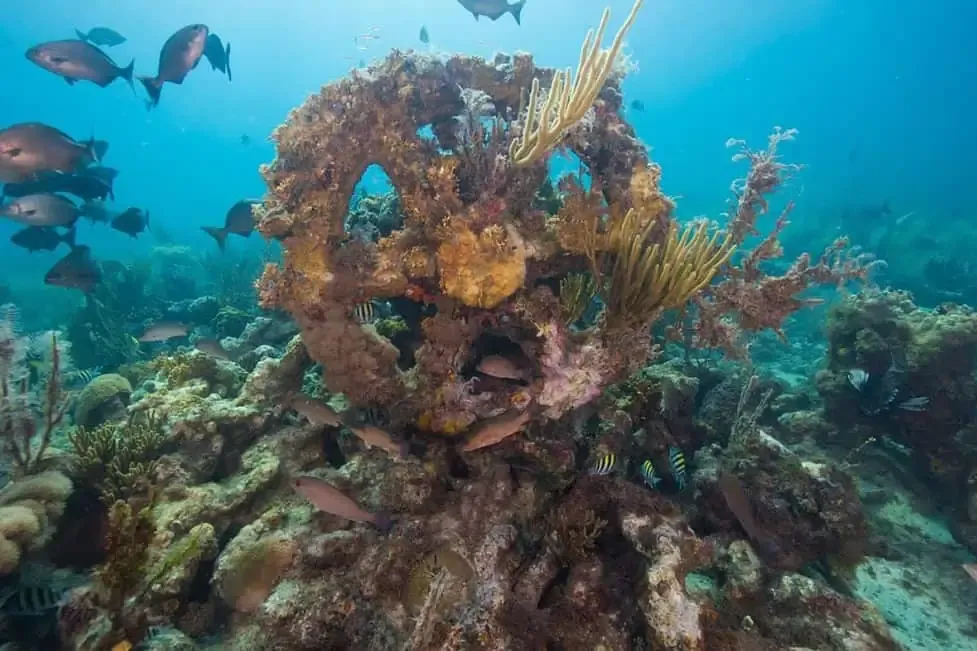 Paul Mitchell And Patron's Founder Invests In Man-Made Coral Reefs