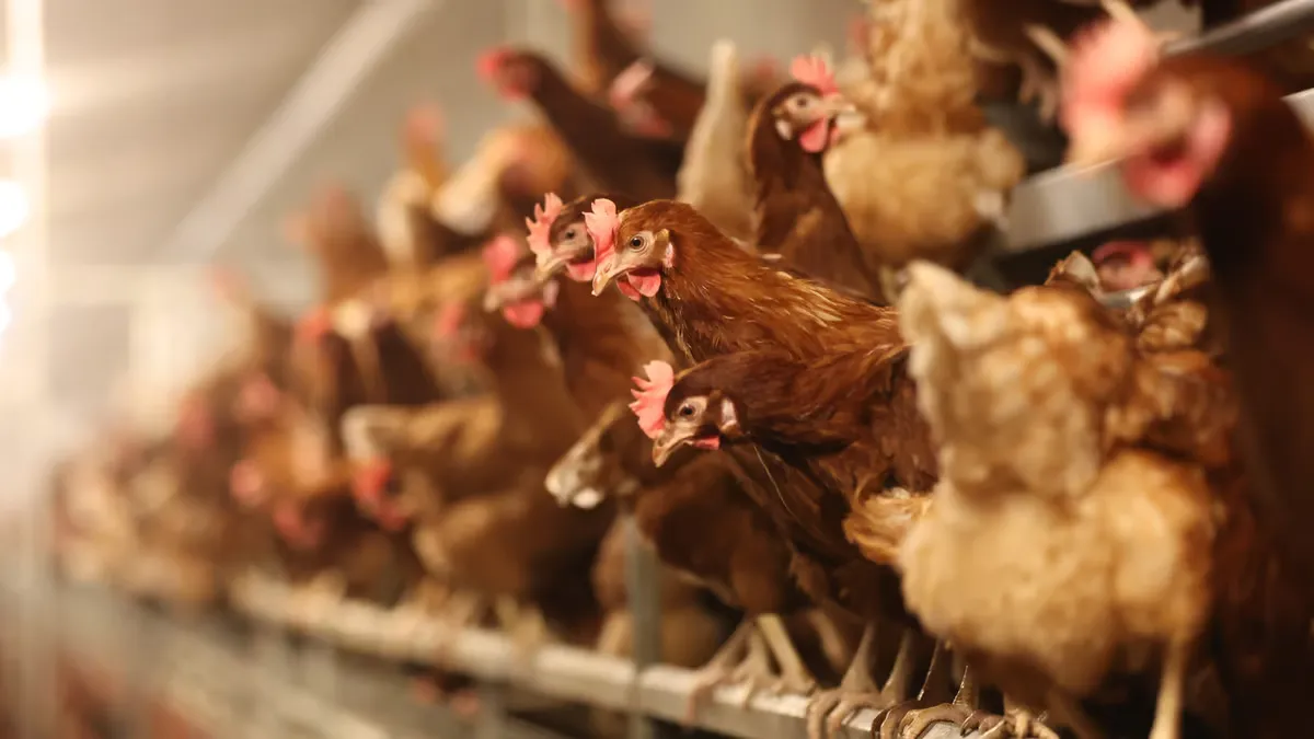 As A Result Of Record Outbreaks, The U.S. Has Begun Testing Bird Flu ...