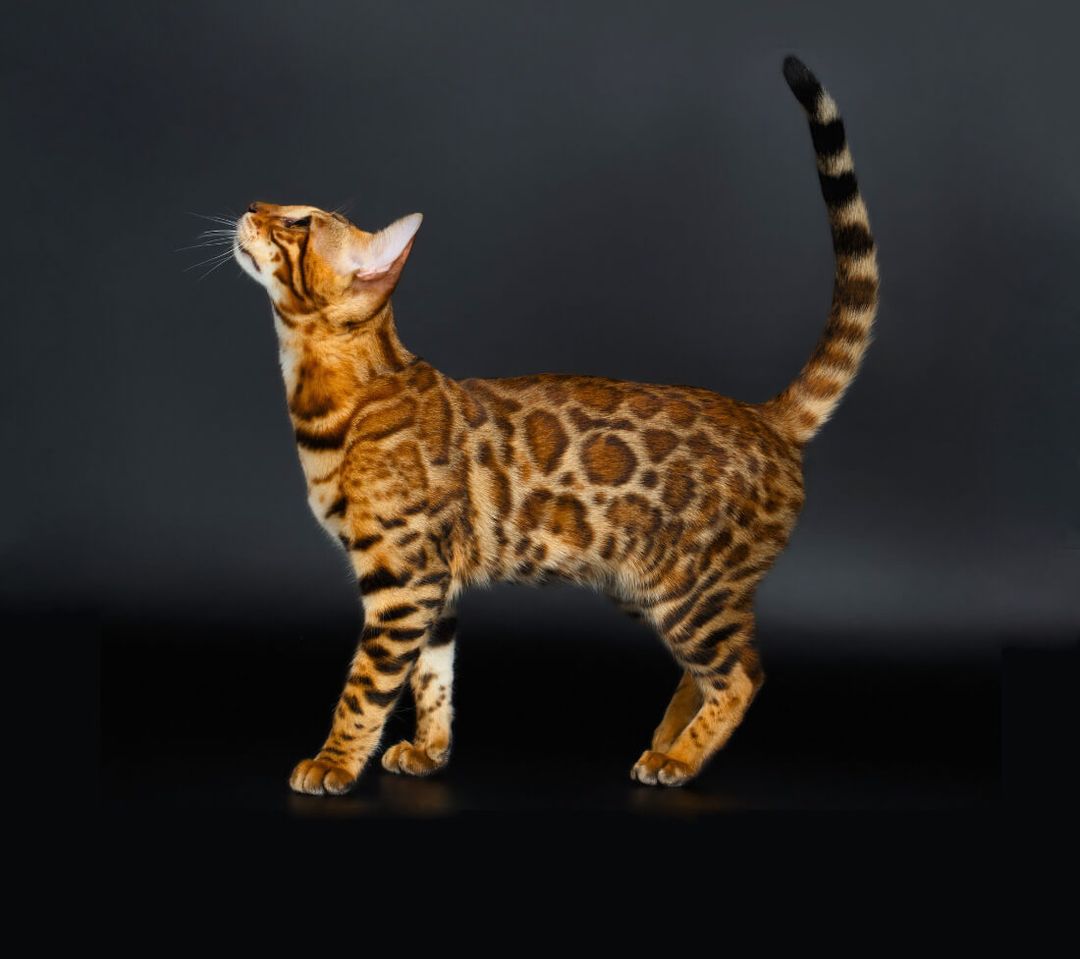 Cat Body Condition Score Chart | How to Score Your Cat 1-9