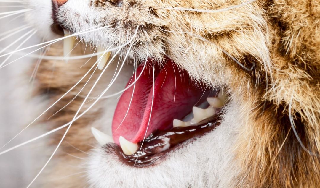6 Ways to Keep Cats Teeth Clean (With & Without Brushing)