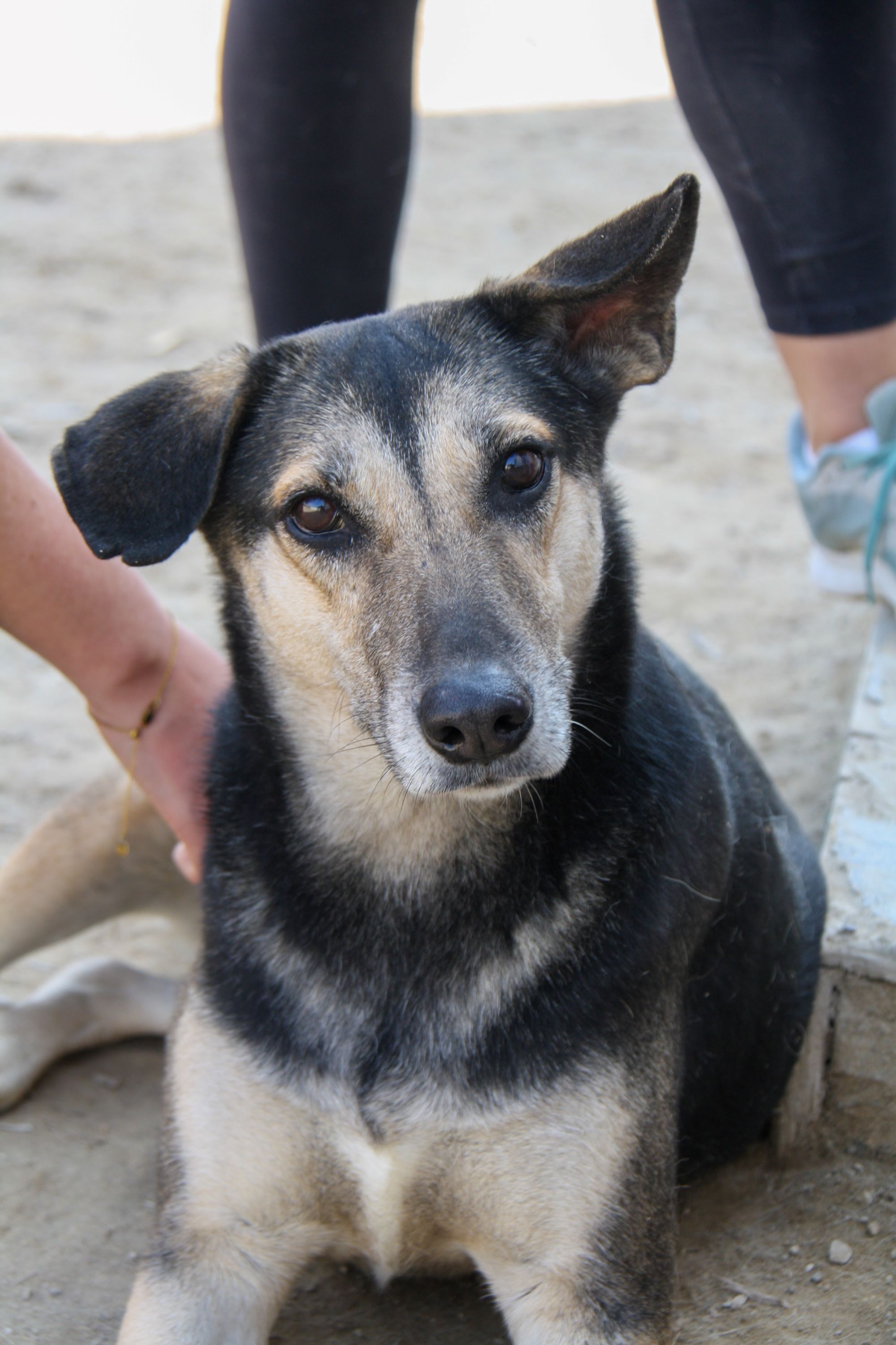 Mercado | Adopt An Animal BARC