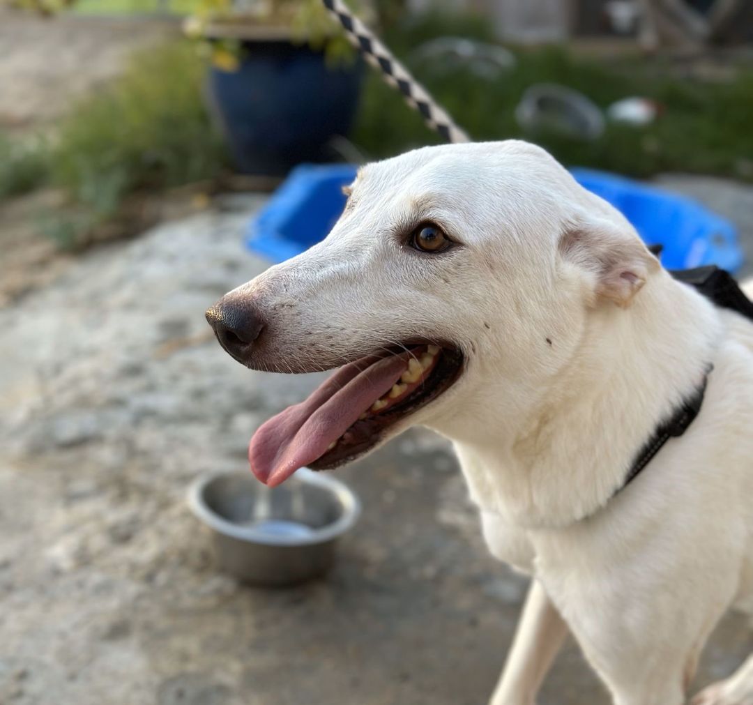 Adopt a Rescue Dog | BARC