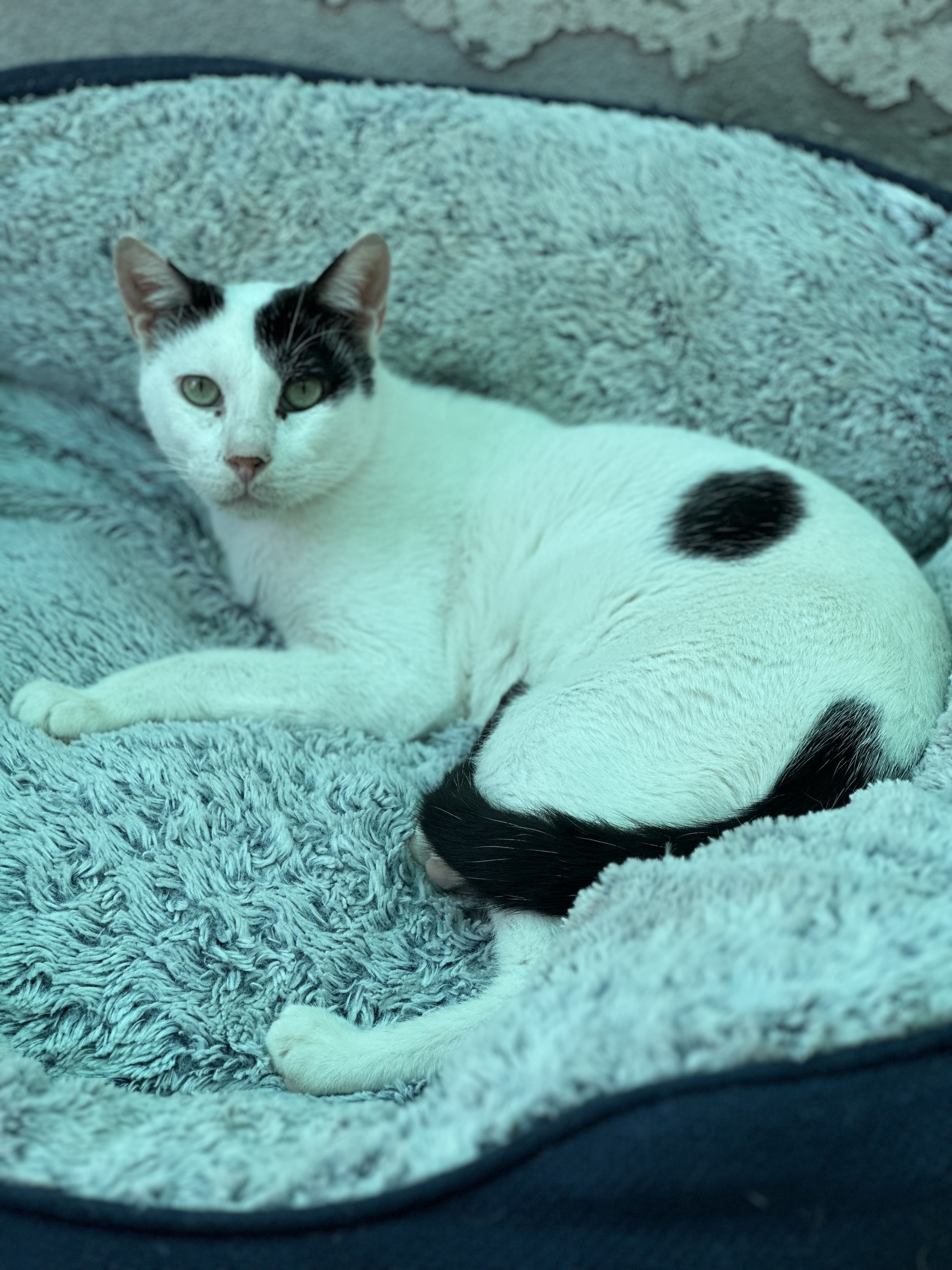 Bro | Adopt An Animal BARC