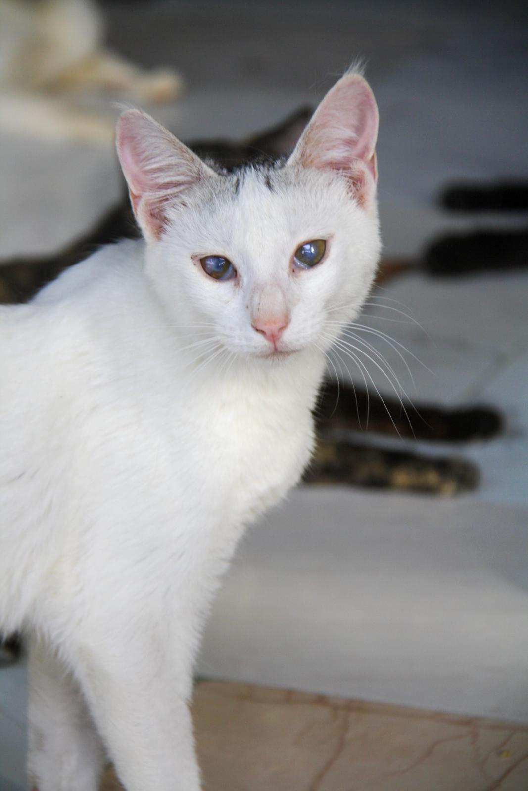 Pluto | Adopt An Animal BARC