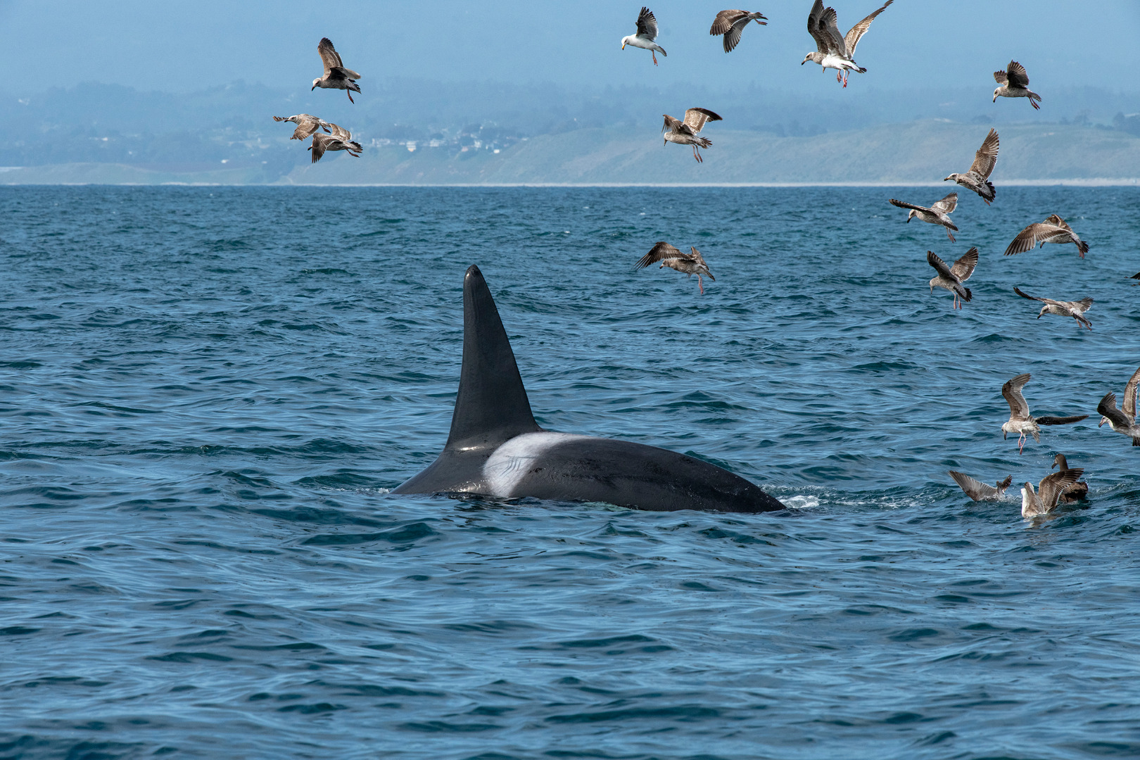 Coastal Vote Chart Overview | ActCoastal