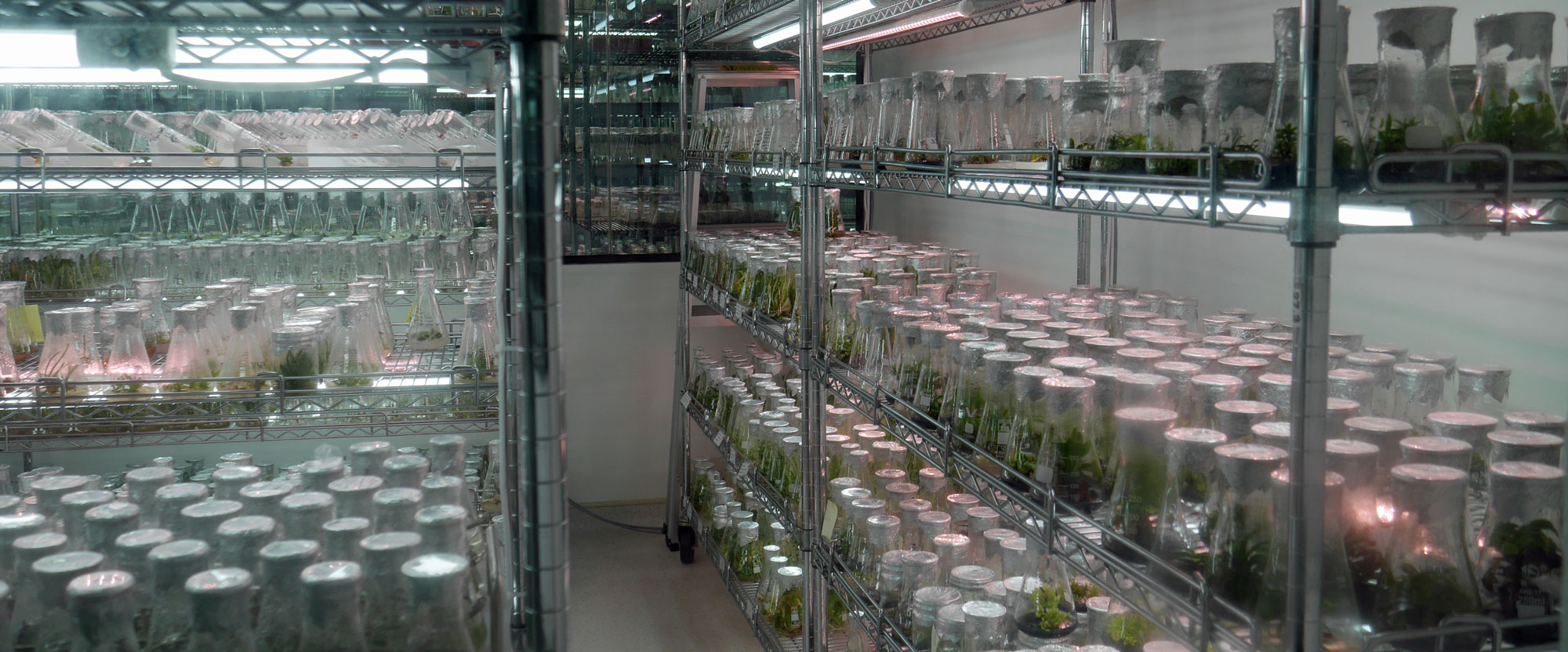 How Botanic Gardens Are Preserving Biodiversity