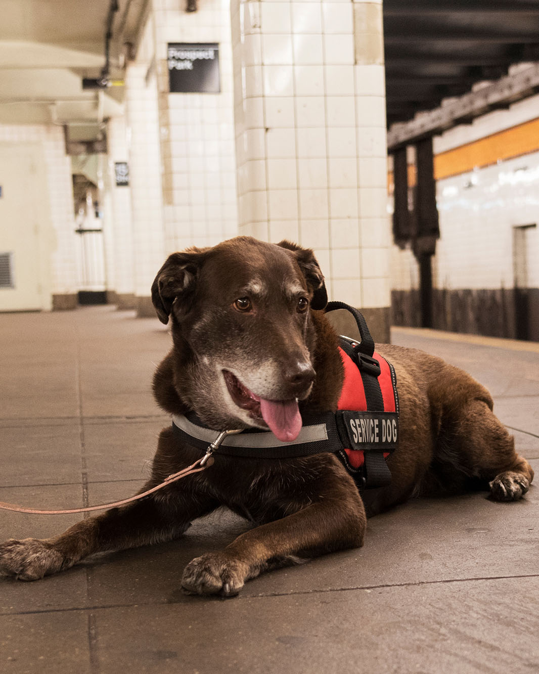 Service Animal Training and Registration | Canine Coaching With Chris