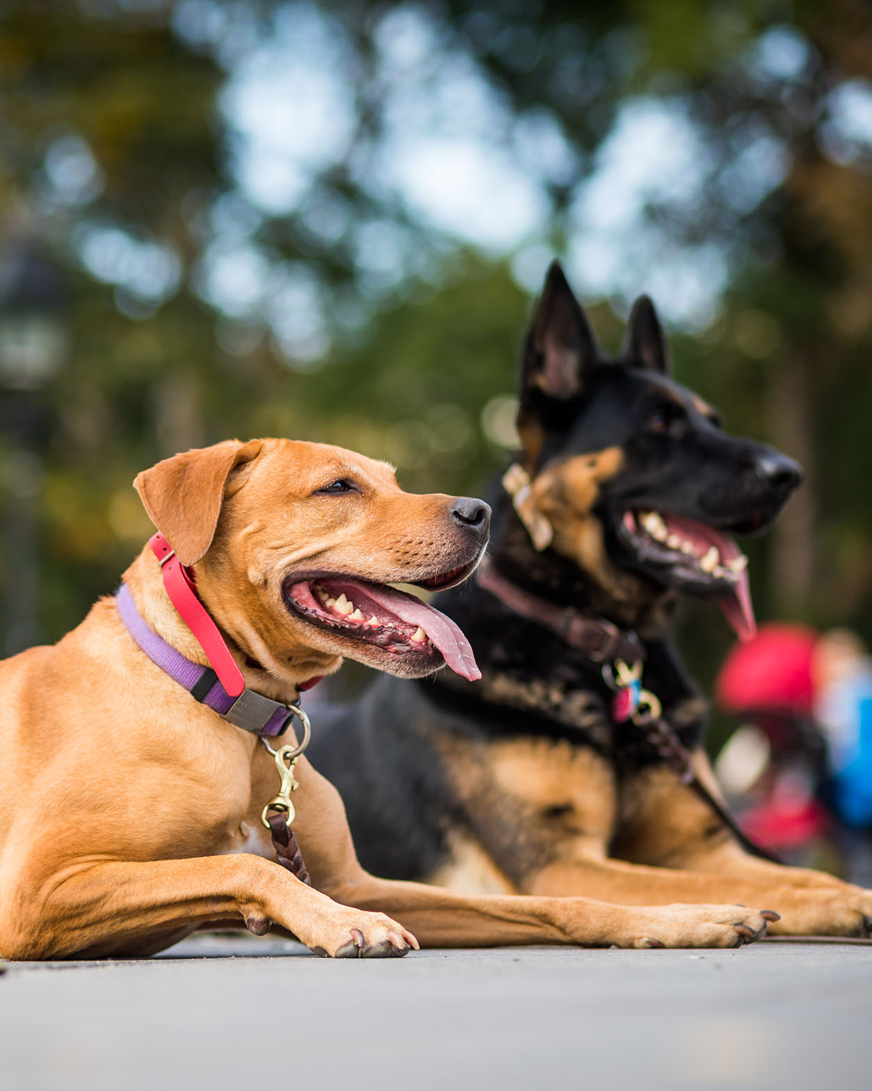 3 Week Board and Train Program | Canine Coaching With Chris