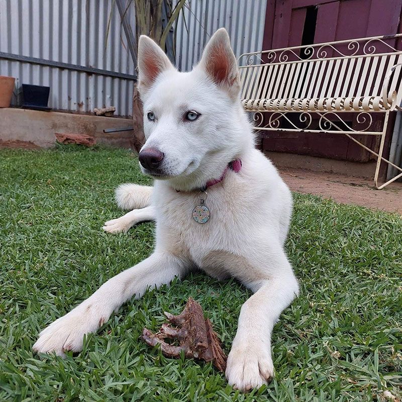 Adelaide Klee Kai Spitz | Toy Alaskan Klee Kai, Spitzskies & Pomskies