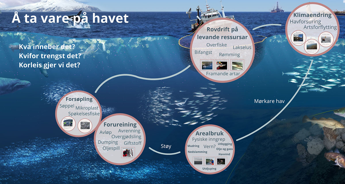 Korleis kan vi hjelpe havet? - Runde Forsking