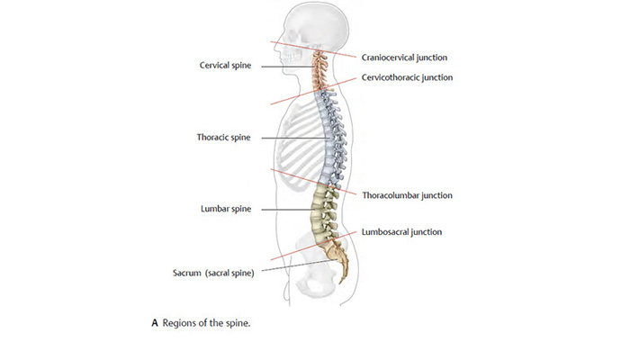 The Mysteries of the Sacrum Revealed | SFI Journal