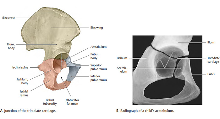 The Mysteries of the Sacrum Revealed | SFI Journal