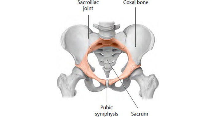 The Mysteries of the Sacrum Revealed | SFI Journal