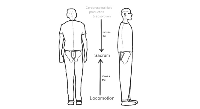 The Mysteries of the Sacrum Revealed | SFI Journal