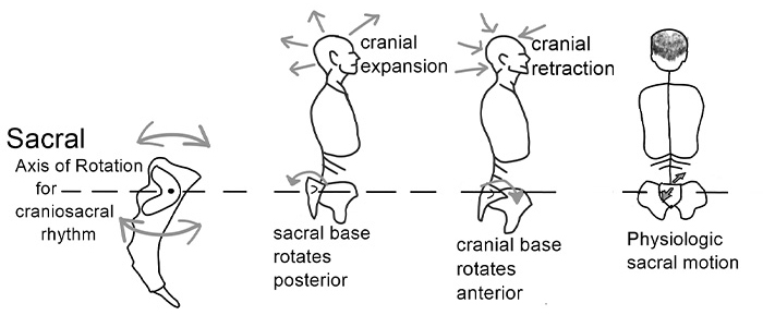 The Mysteries of the Sacrum Revealed | SFI Journal