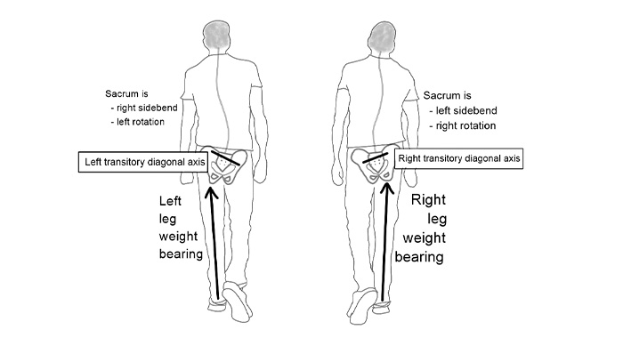 The Mysteries of the Sacrum Revealed | SFI Journal