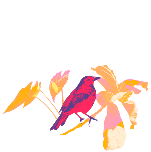 Team | Blackbird