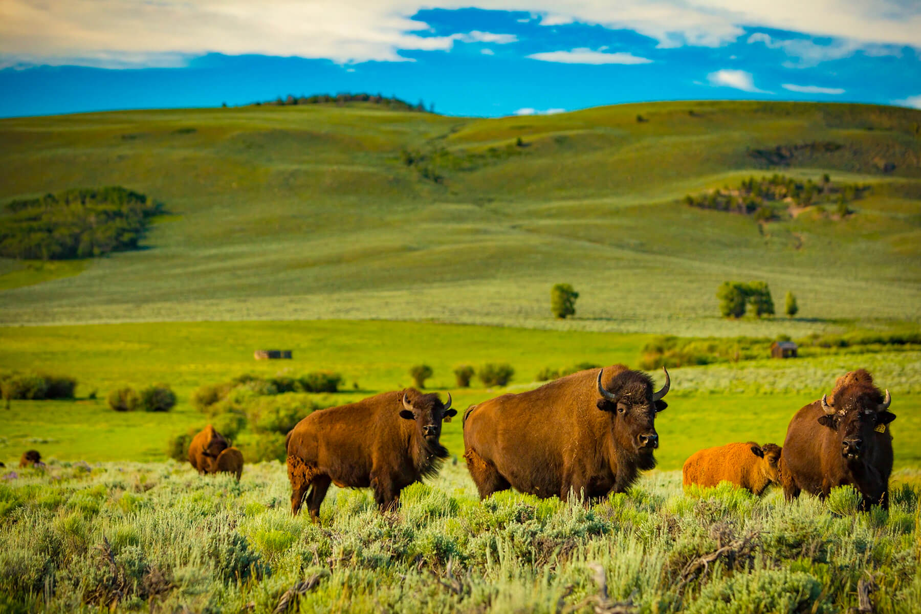 To The Root: Great Range Bison