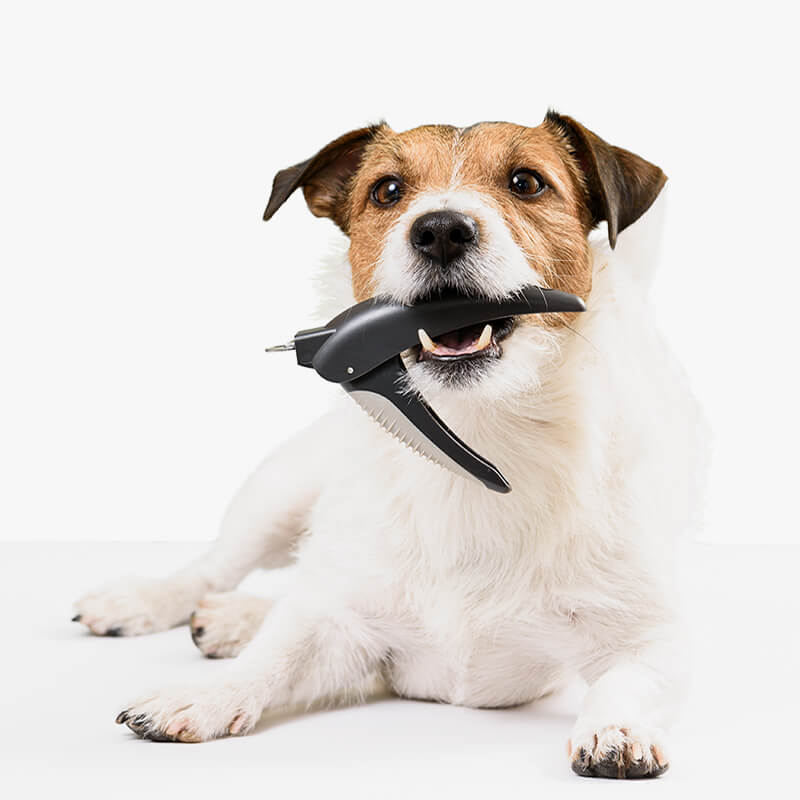 Grooming Services | Katie's Dog Grooming