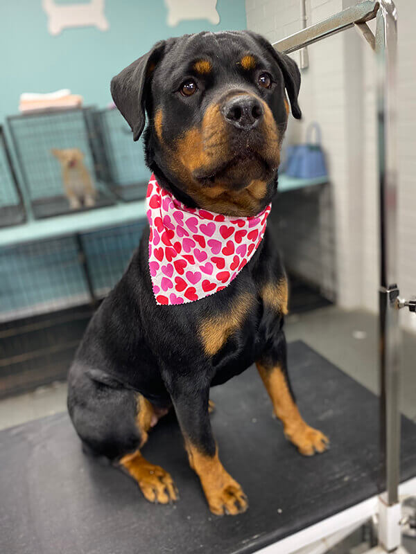 Dog Grooming in Plainfield, IN | Katie's Dog Grooming