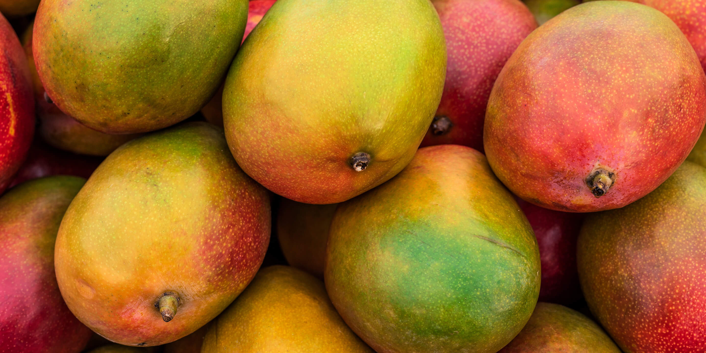 Mangoes at Hazel Technologies