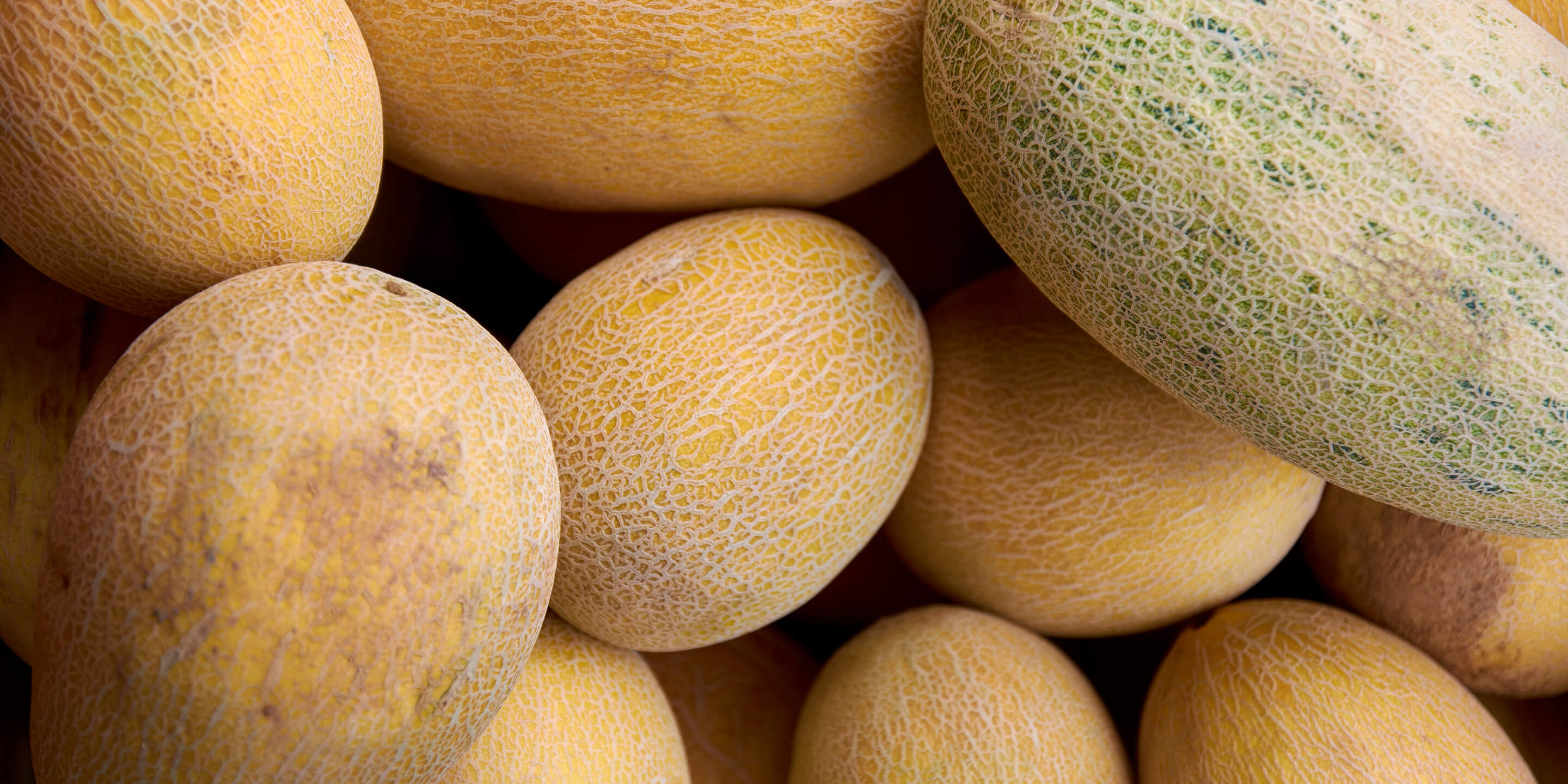 Melons at Hazel Technologies