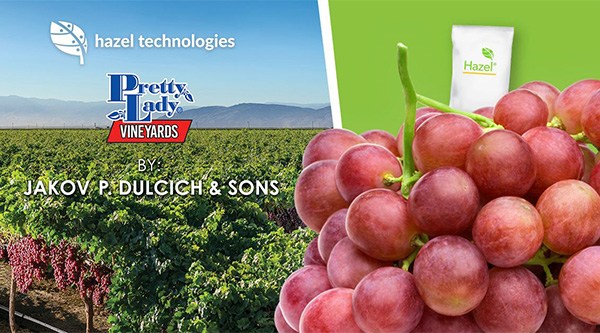 Hazel Technologies Ensures Table Grape Export Protection for Jakov ...