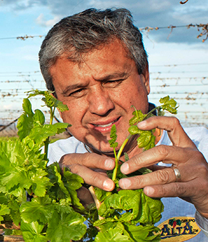 Divine Flavor Optimizes Table Grape Quality Through Partnership With ...