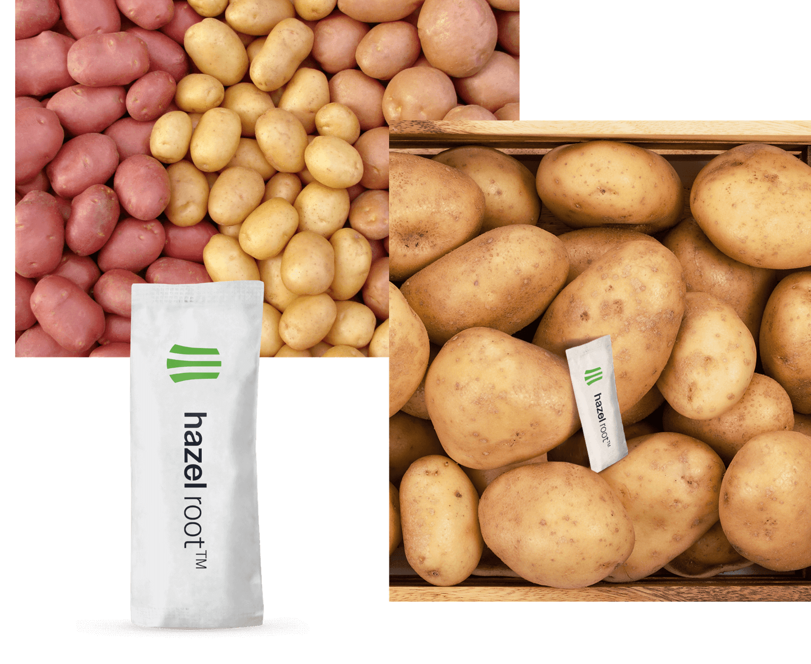 Hazel Root™ from Hazel Technologies